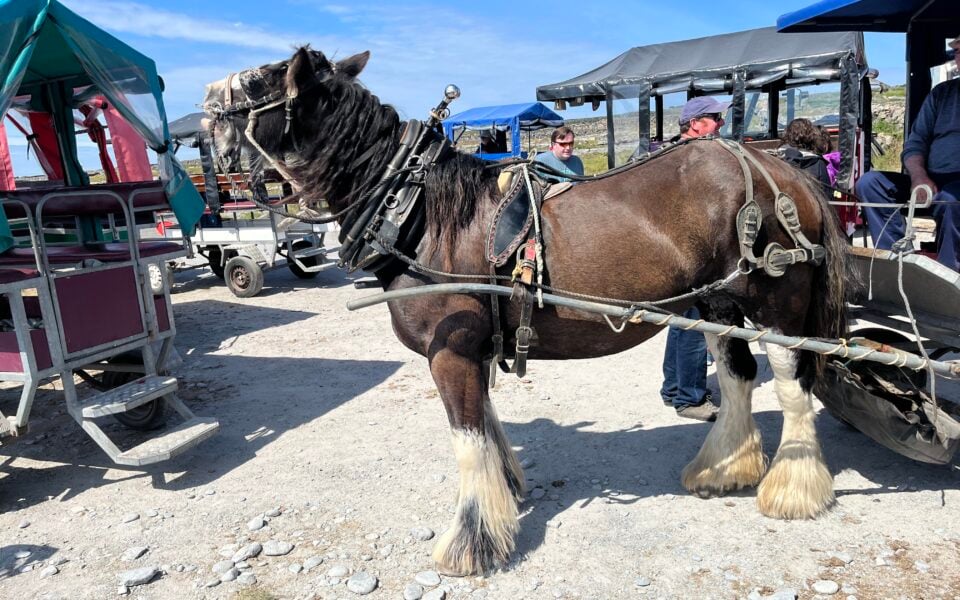 Draft Horse Breeds – Smallest, Biggest, Gentlest!