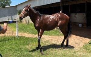 How Strong Is A Horse? Let's Look At Their Power!