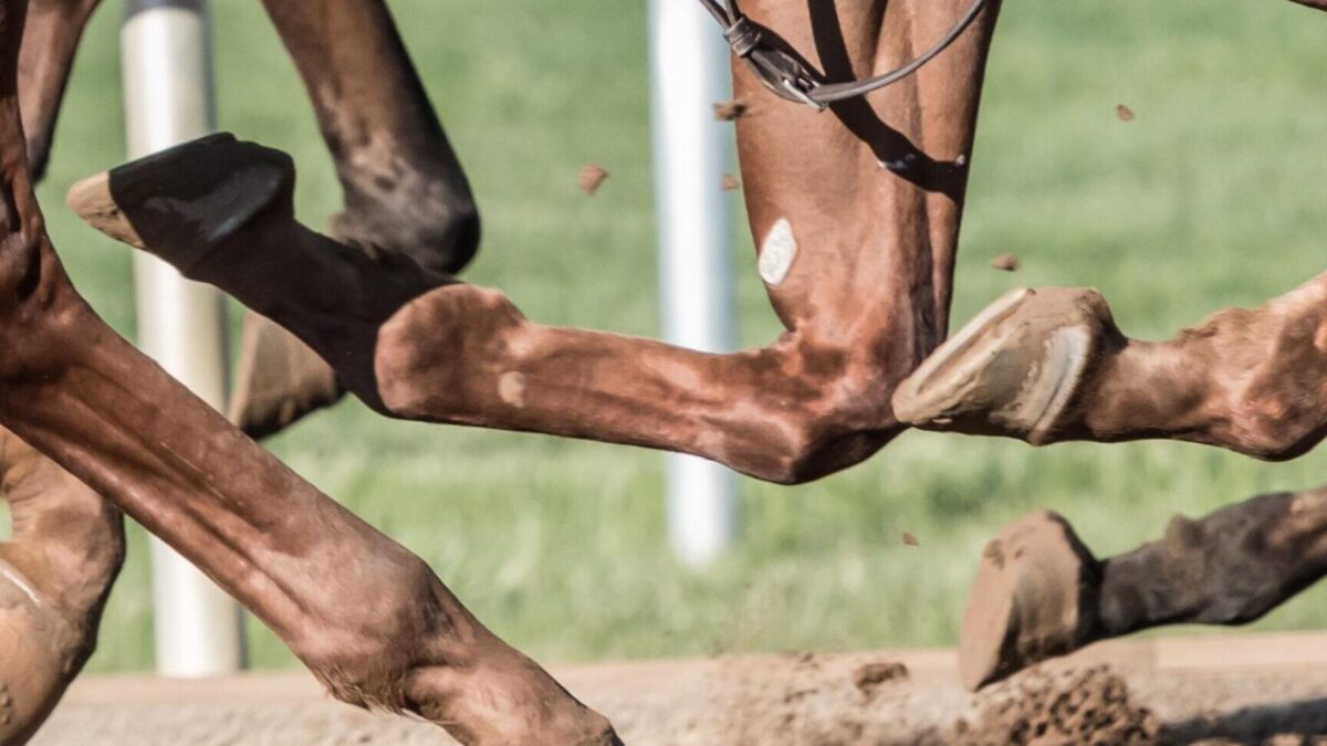 Why Do Horses Have Chestnuts And Ergots? Explained