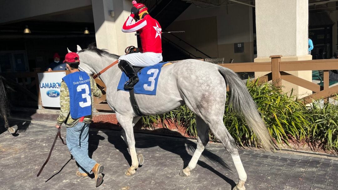 Dapple Gray Horses: Identification, Genetics & Care Guide
