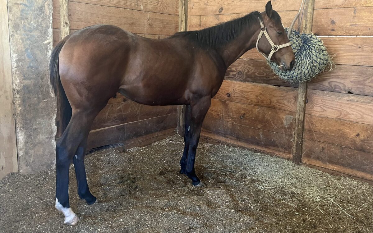 Fast Horses: Why Some Run Faster Than Others
