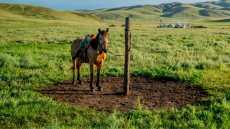 What Horses Did Mongols Ride During Genghis Khan's Reign?
