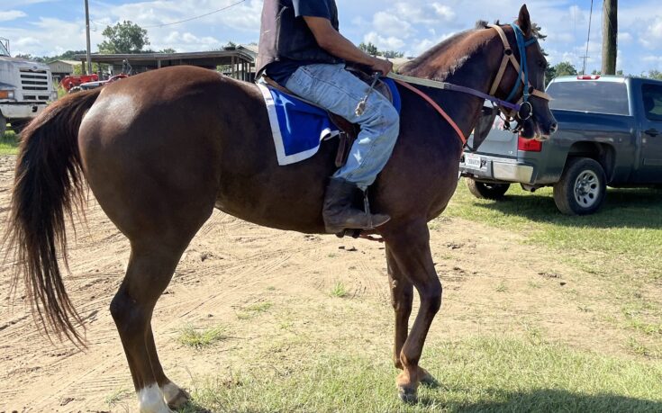 How Fast Can A Horse Run? Speed By Breed And Gait