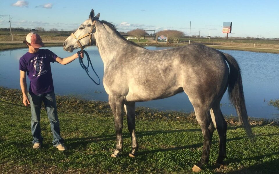 Fast Horses: Why Some Run Faster Than Others