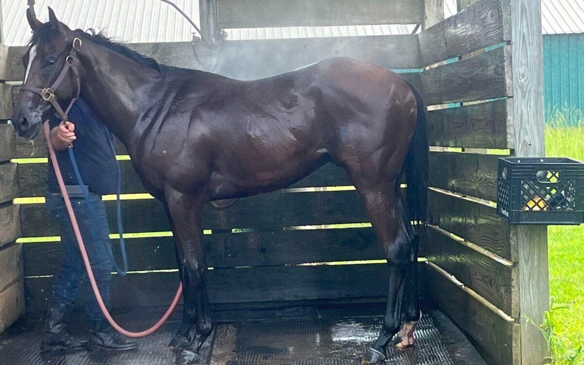 Feeding Racehorses: Comprehensive Nutrition Guide