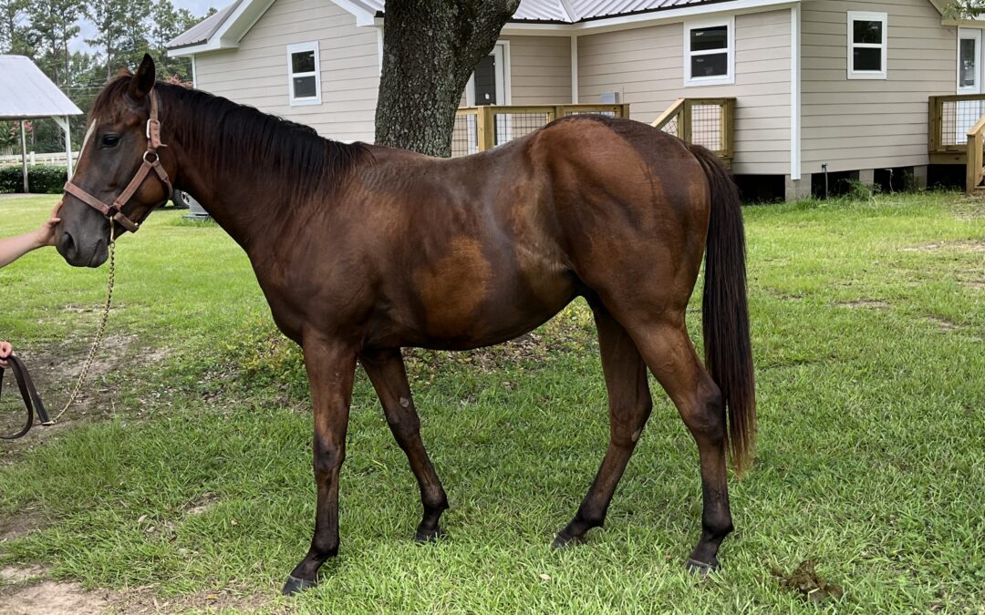 Overweight Horses: Care And Feeding Guide