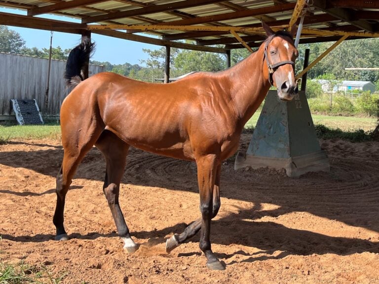 The Differences Between Bay And Chestnut Horses: A Guide.