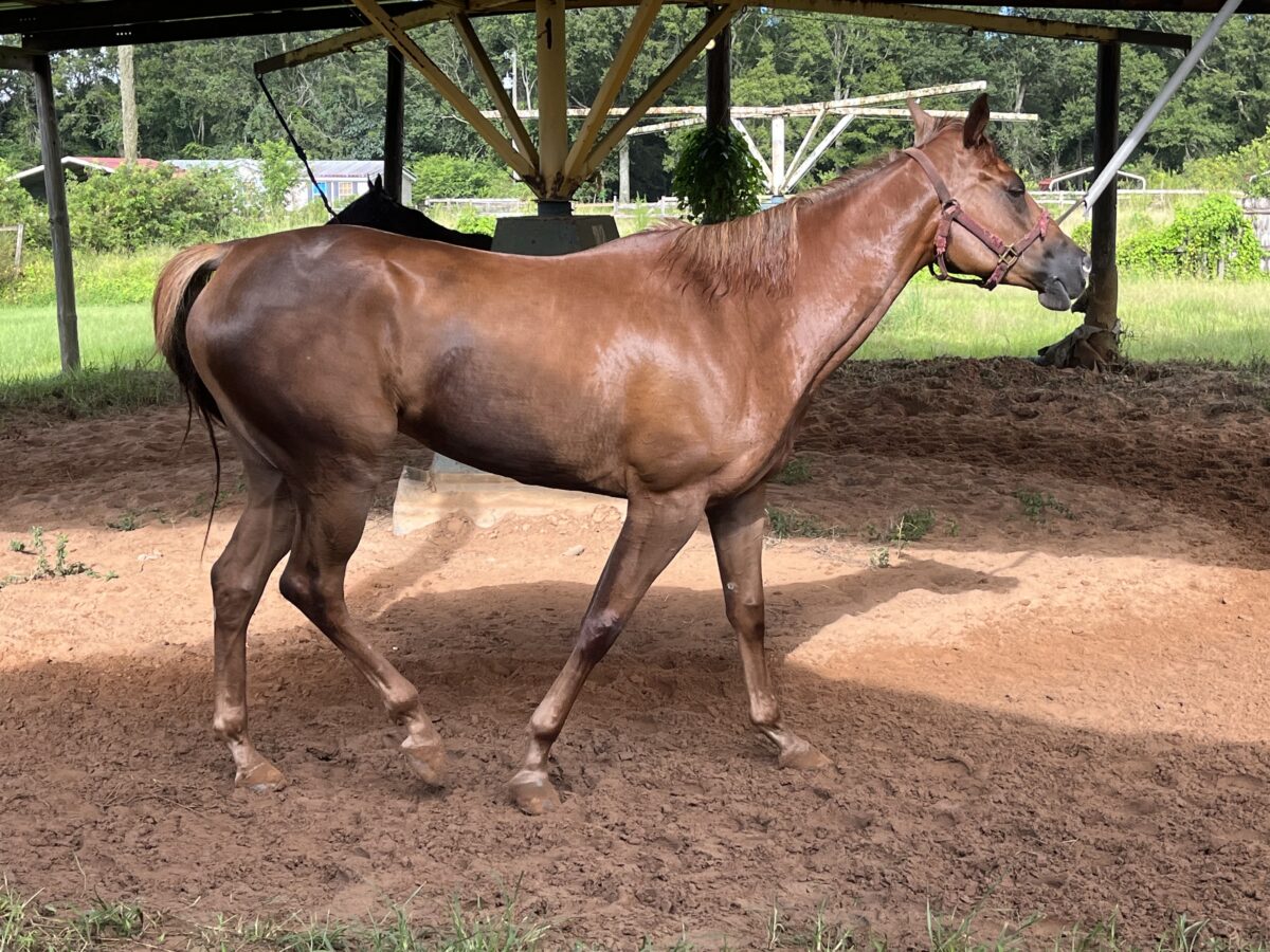 The Differences Between Bay And Chestnut Horses: A Guide.