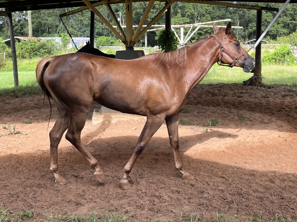 The Differences Between Bay And Chestnut Horses: A Guide.