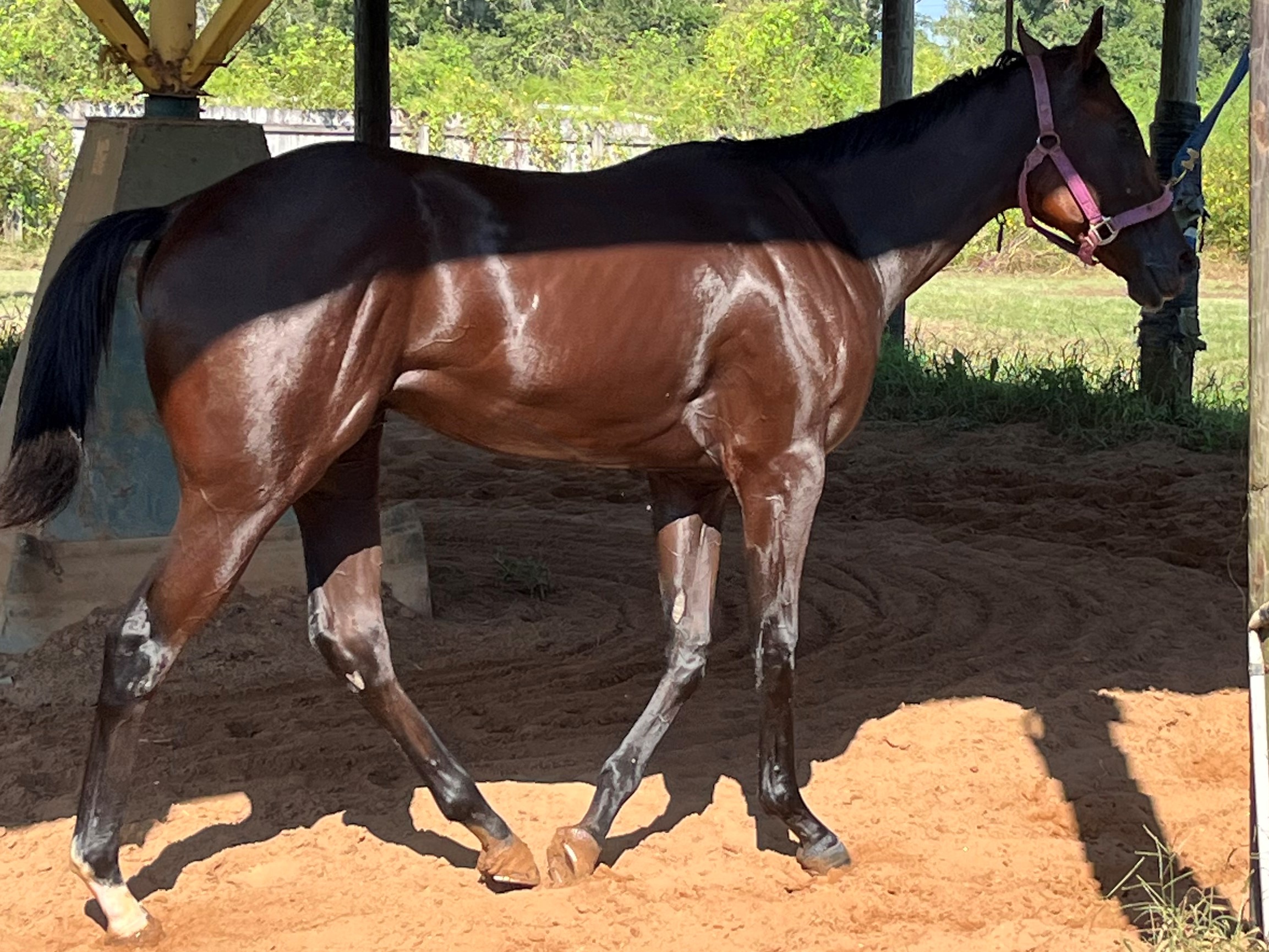 How Much Horsepower Does A Horse Have 