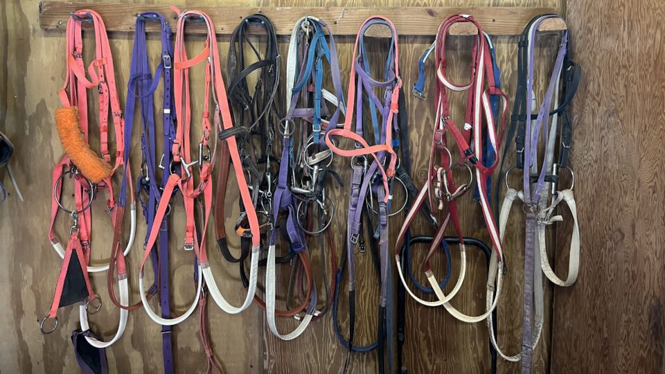 Horse Bridles 101: A Comprehensive Guide For Riders