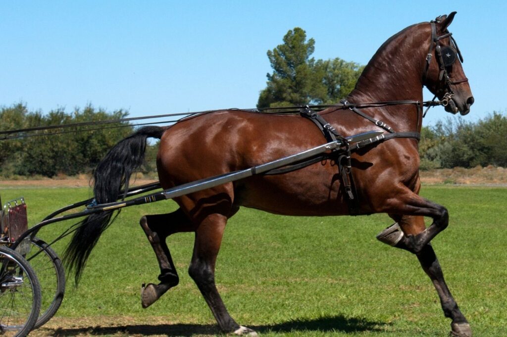 Amish Horses: Breeds, Treatment, And Uses.