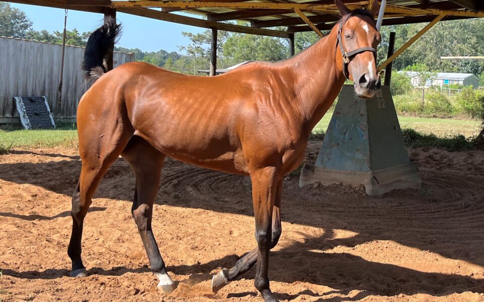 Camel Vs. Horse: Which Is Faster, Stronger, And More