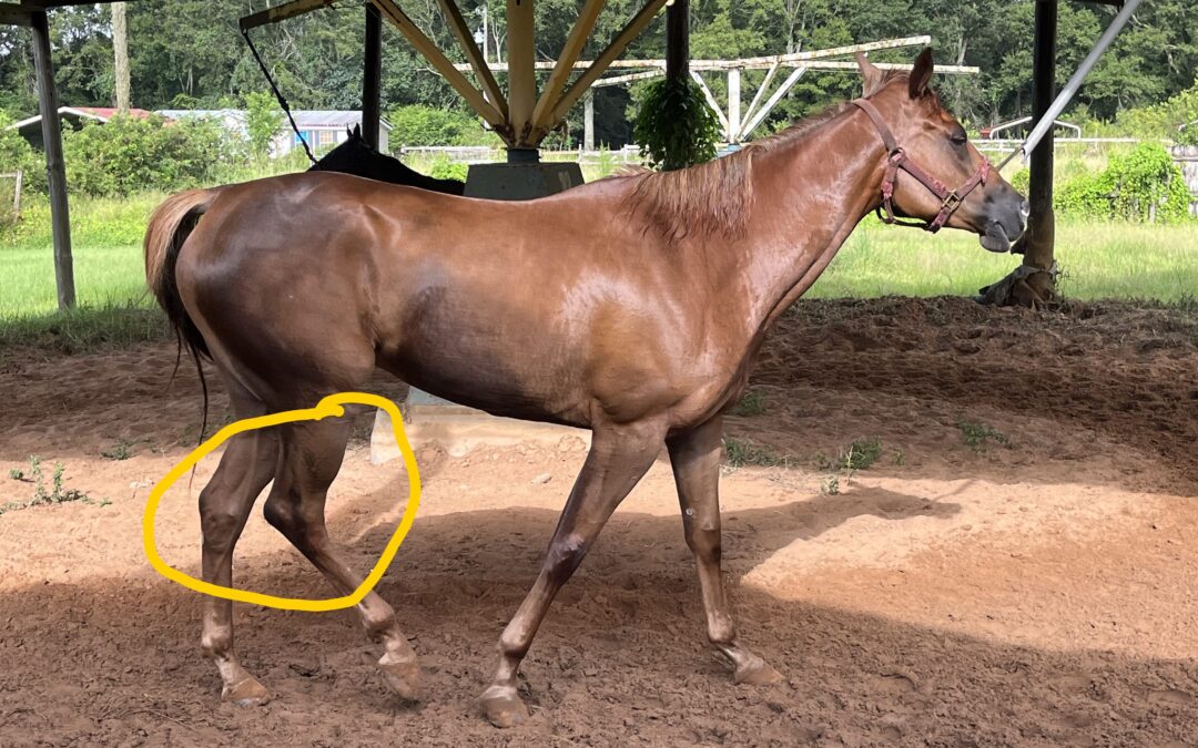 Horse Hock: What It Is And 7 Things You Need To Know