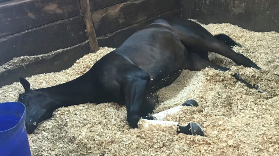 14 Fruits And Vegetables Horses Can Eat And Cannot Eat