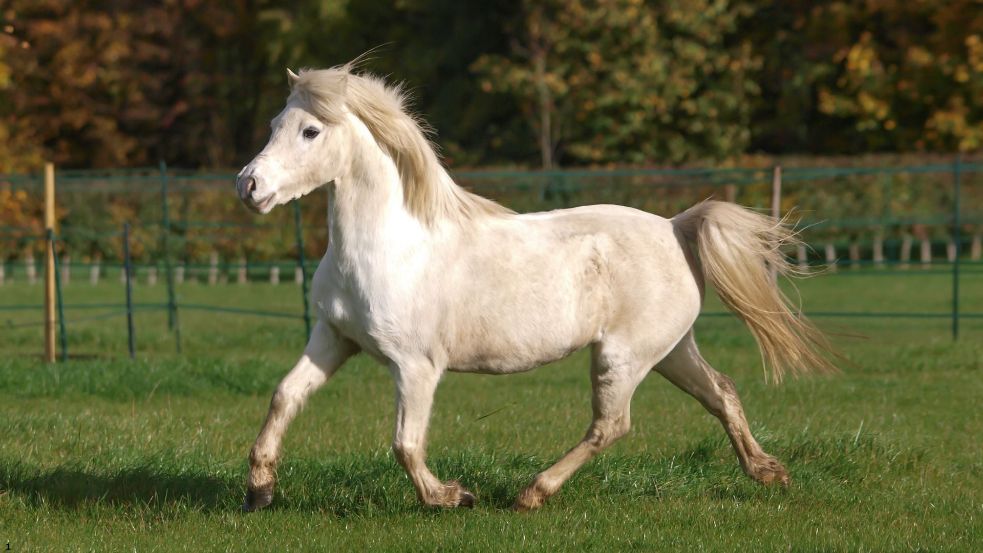 Horse Gaits Speed: Walk Trot Canter Gallop MPH Guide