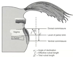 Wind Sucking: Mares And Caslicks