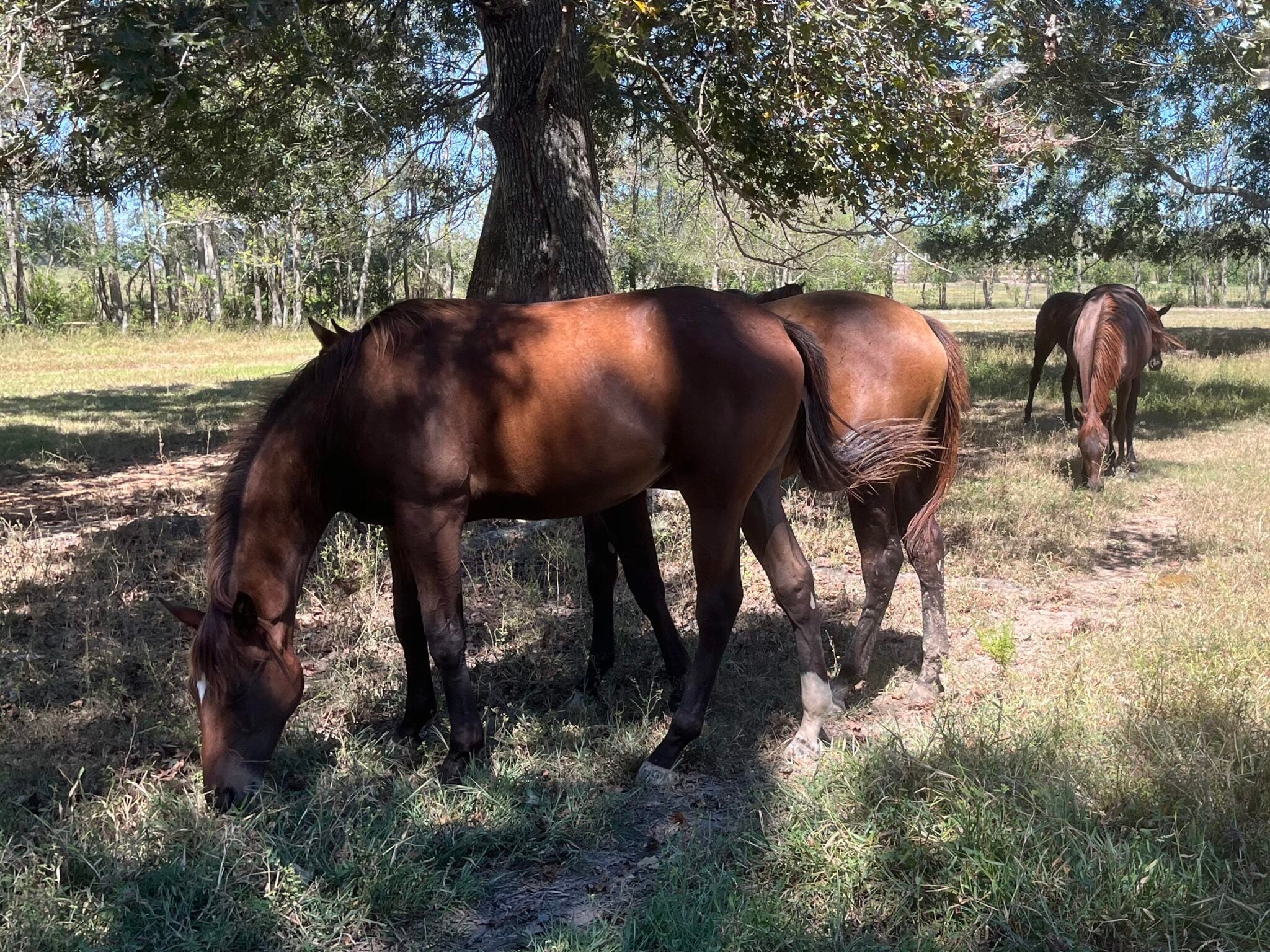 Wind Sucking: Mares And Caslicks