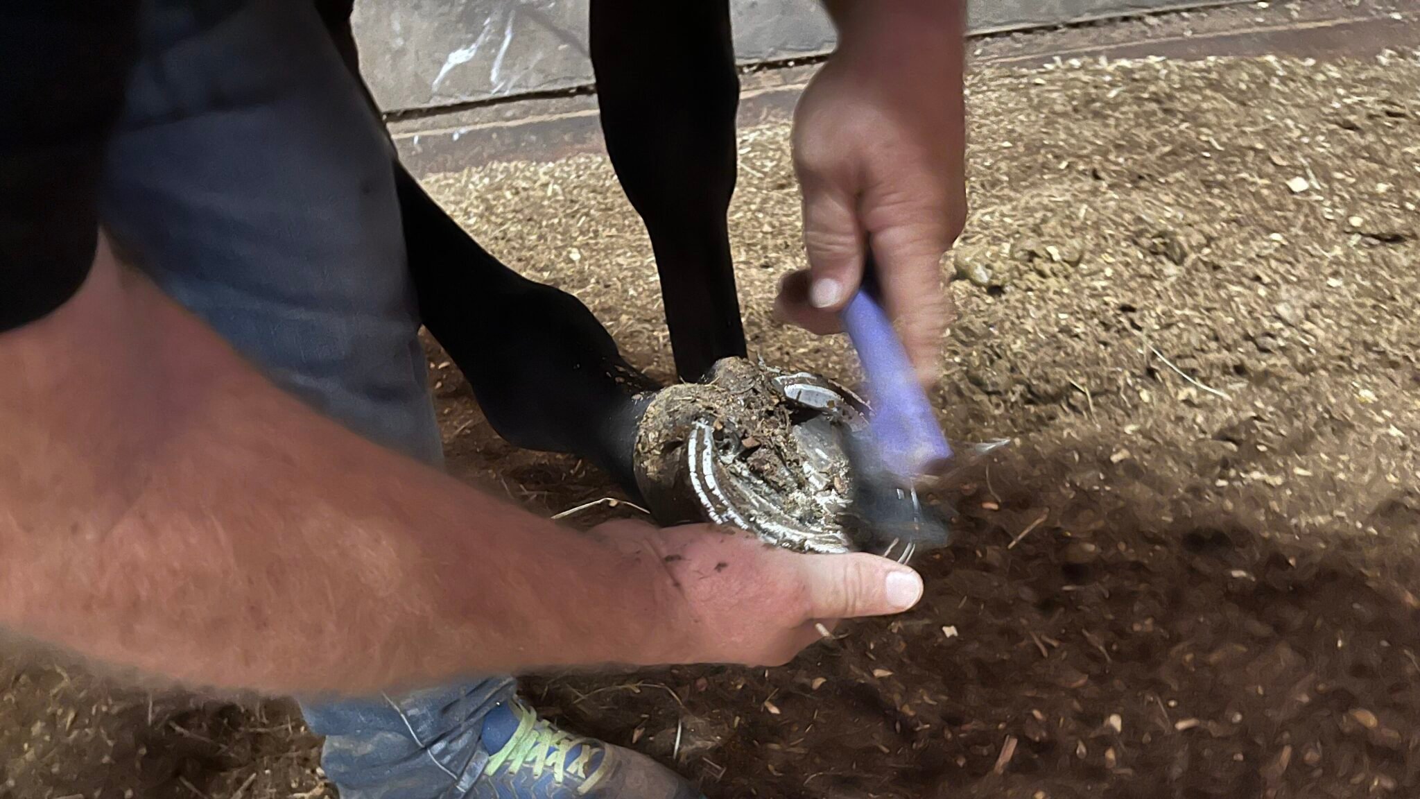 Horse Hoof Abscess: Causes, Treatment, And Prevention Guide