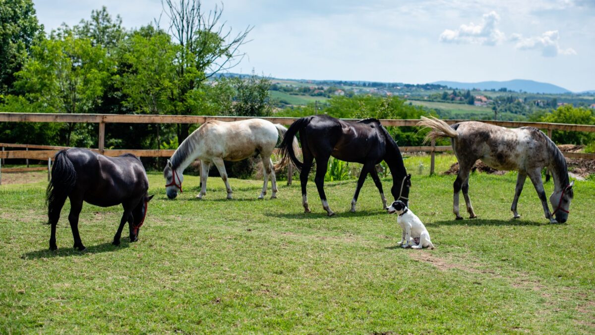 Do Dogs And Horses Get Along? Tips For Introducing Them.