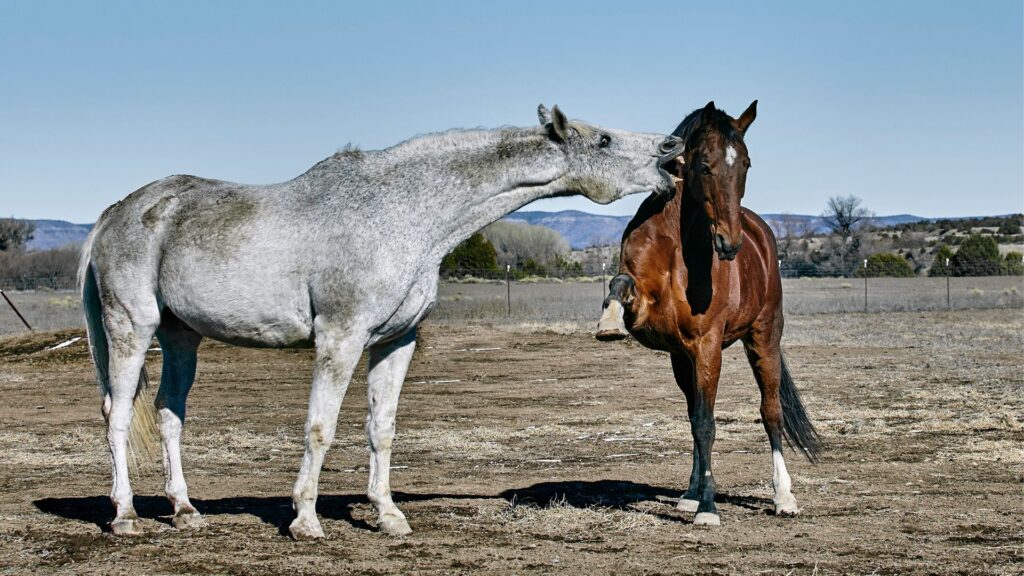10 Reasons Why Horses Bite And How To Stop It 10 Reasons Why Horses Bite And How To Stop It