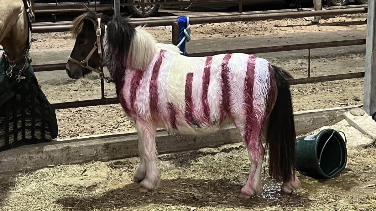 Is A Pony A Baby Horse? The Real Difference Explained
