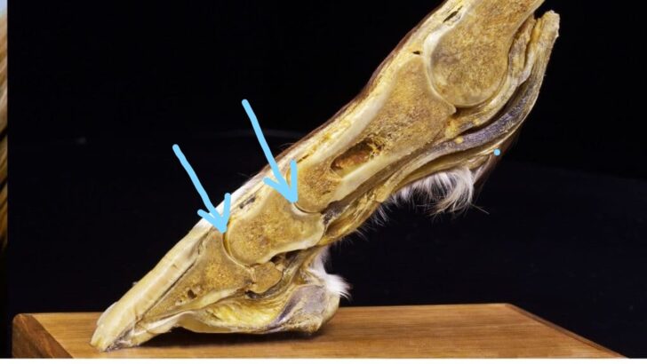 Ringbone In Horses: Causes, Symptoms, And Treatment.