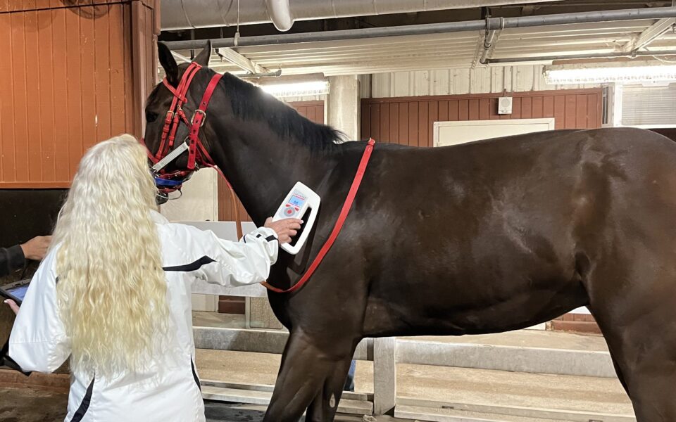 What Is A Horse Chip? And Why They're Essential.