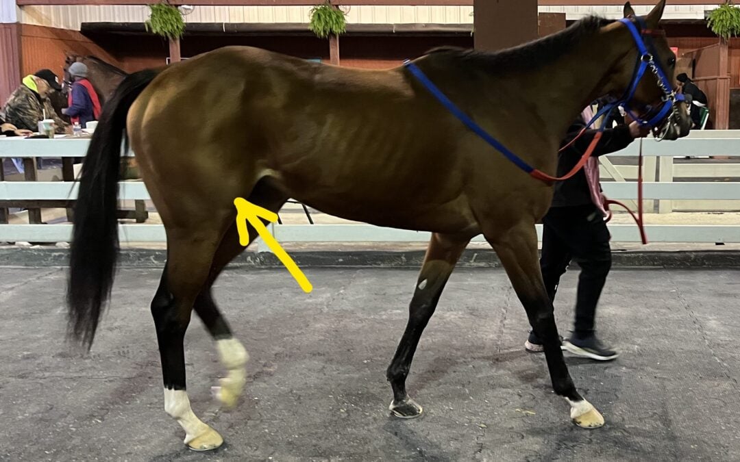 Stifle Joint Problems: Can You Still Ride Your Horse?