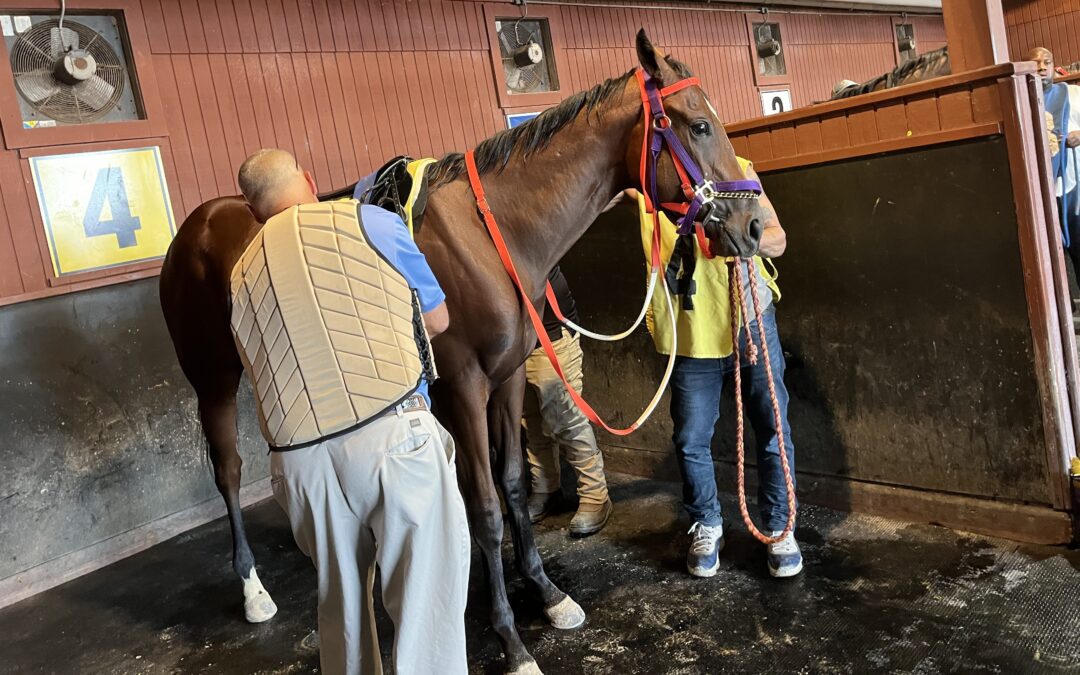 How Do You Become A Horse Trainer? Is It A Career For You?