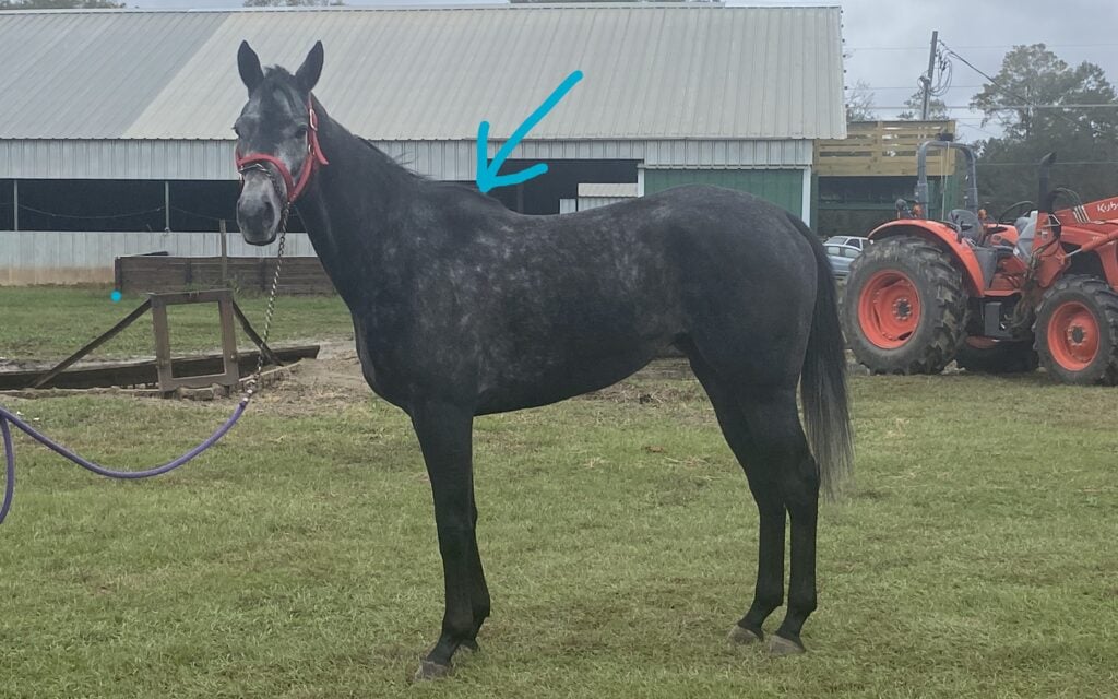 Horse Withers: Problems, Care, And Saddle Fit.