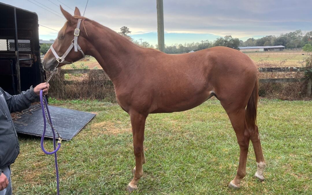 Guide To Buying A Racehorse: Tips, And Investment Insights