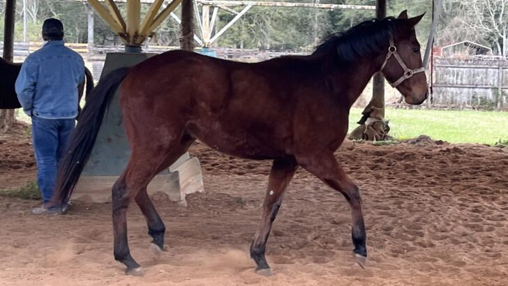 Colt And Filly: Learn To Use Horse Terms In Context