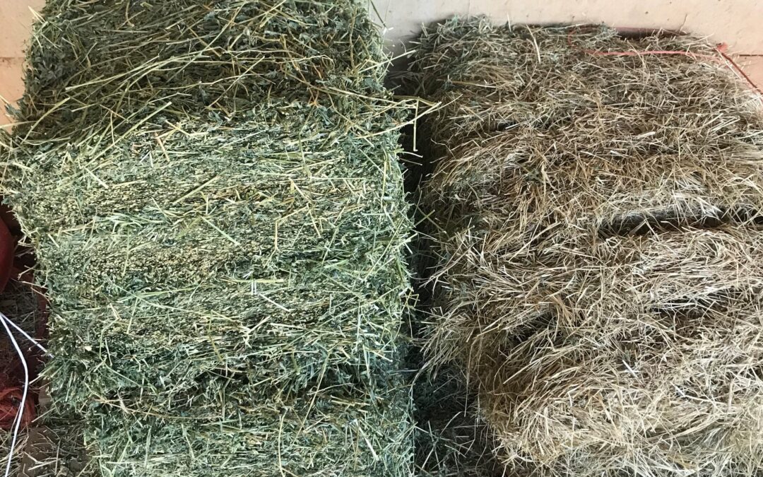 Alfalfa Hay For Horses: Benefits, Risks, And Feeding Tips