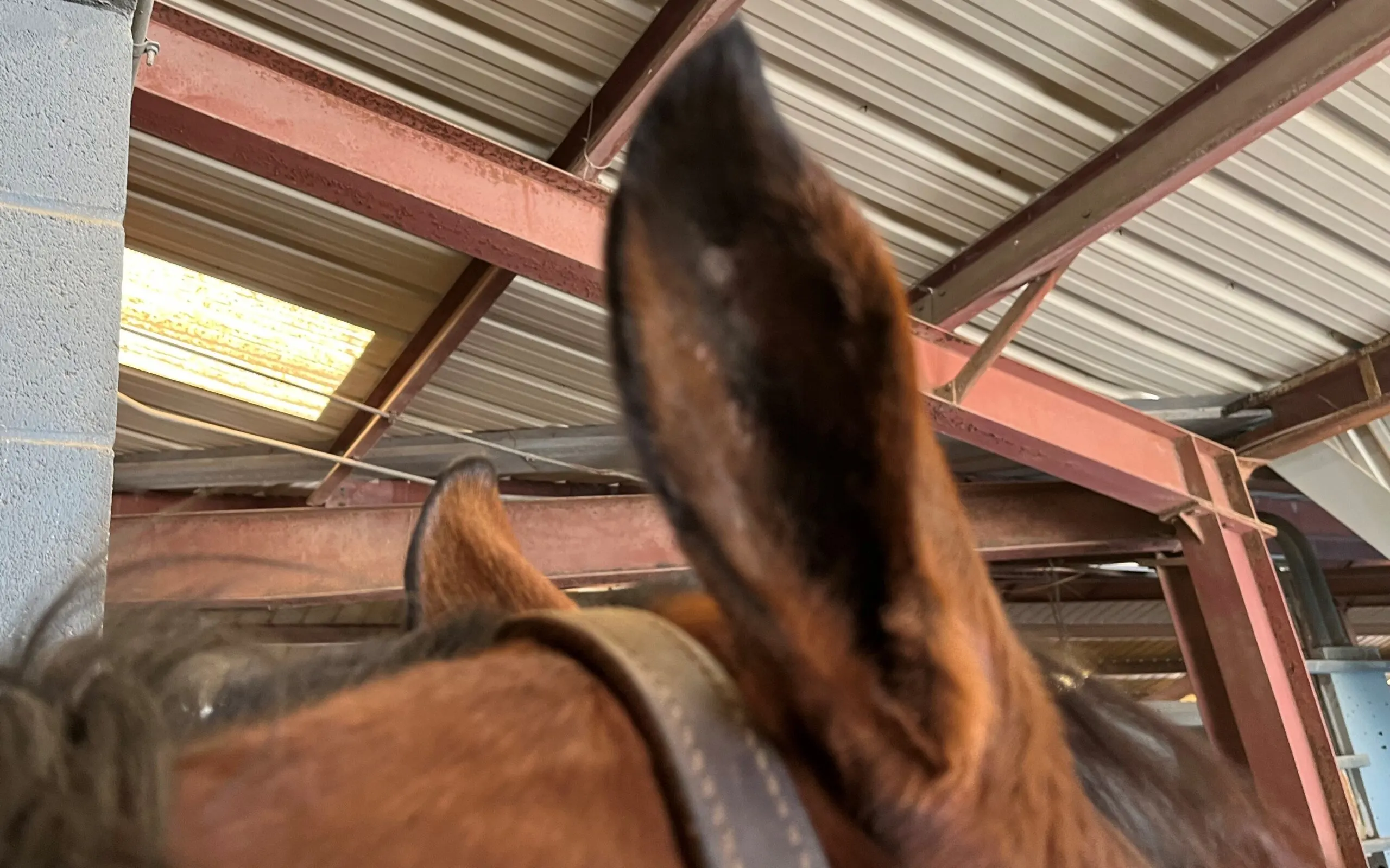 Recurring Horse Rashes: Common Causes And Treatment