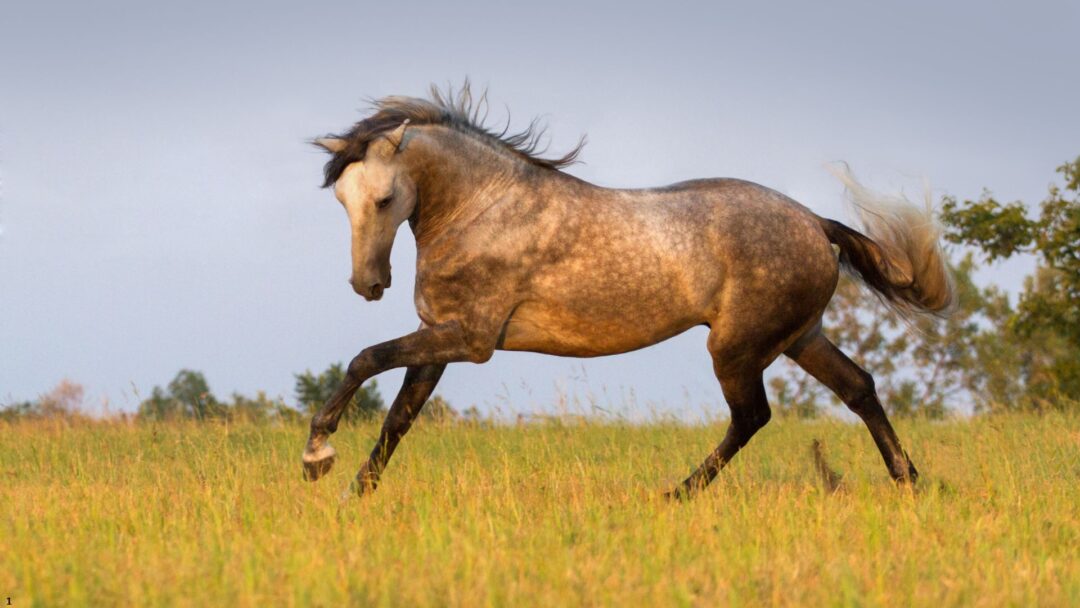 Spanish Horse Breeds: Andalusians, Paso Finos, And More