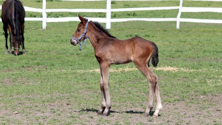 Do Baby Horses Change Color As They Age? Foal Coats Explained