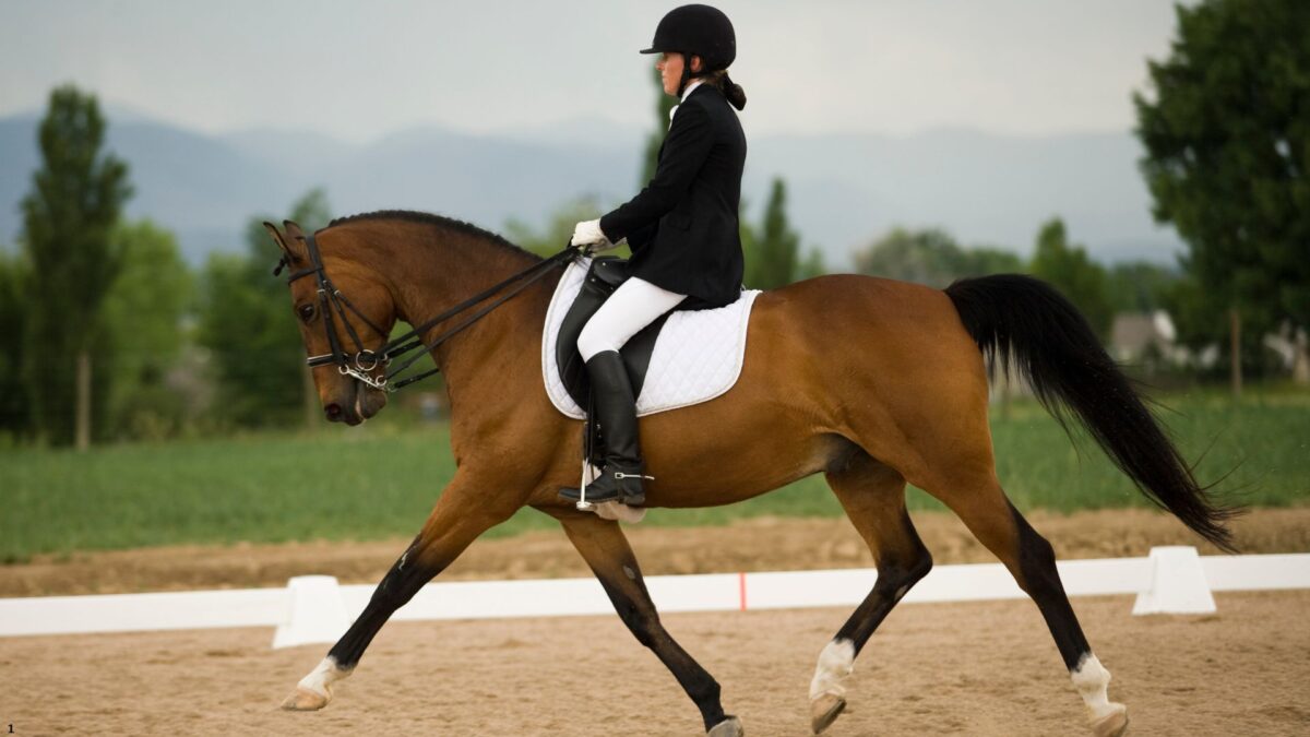 Best Dressage Horse Breeds: From Beginner To Grand Prix