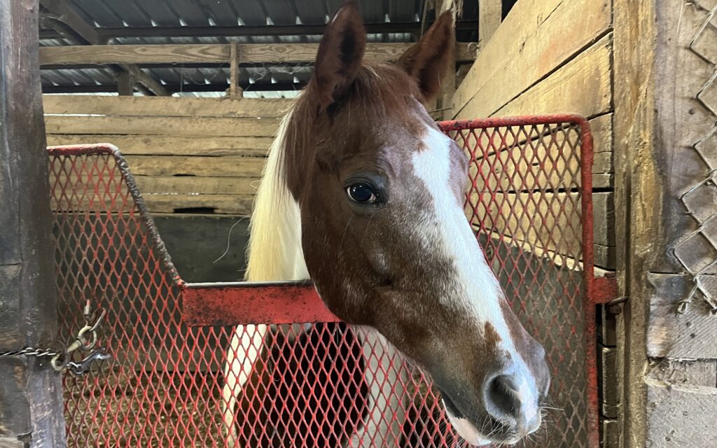 How Do Horses Communicate? What Your Horse Is Telling You