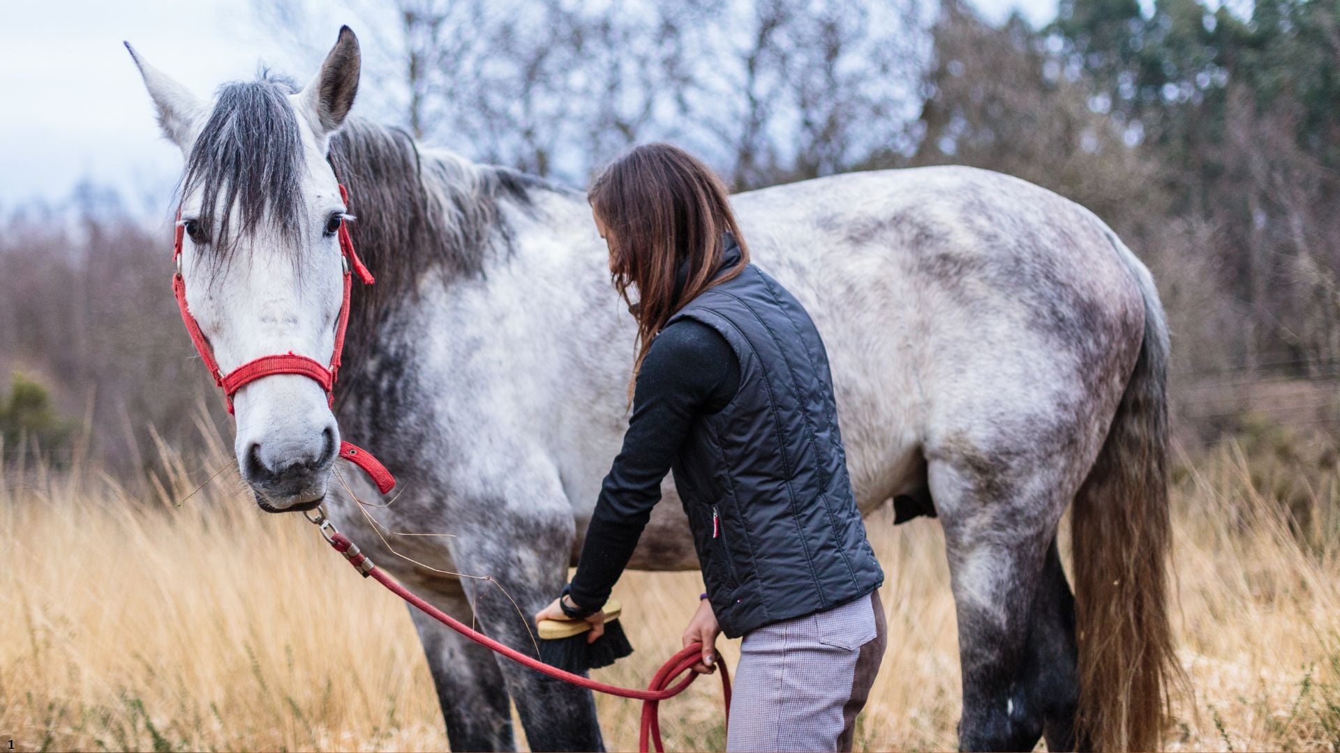 Spanish Horse Breeds: Andalusians, Paso Finos, And More