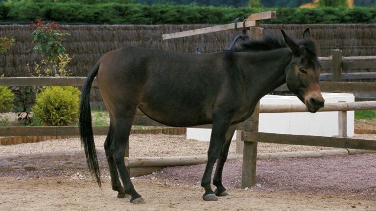 Horse-Donkey Breeding: Understanding And Producing Mules