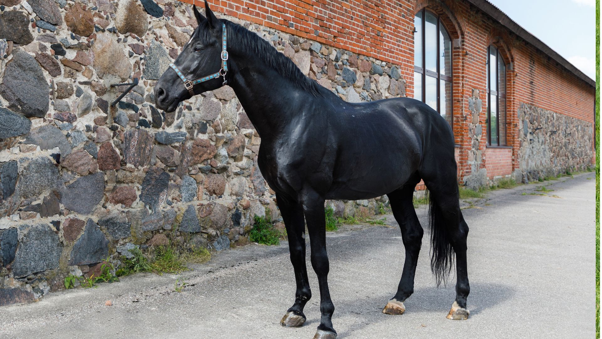 Best Showjumping Horse Breeds: A Guide To Elite Performers