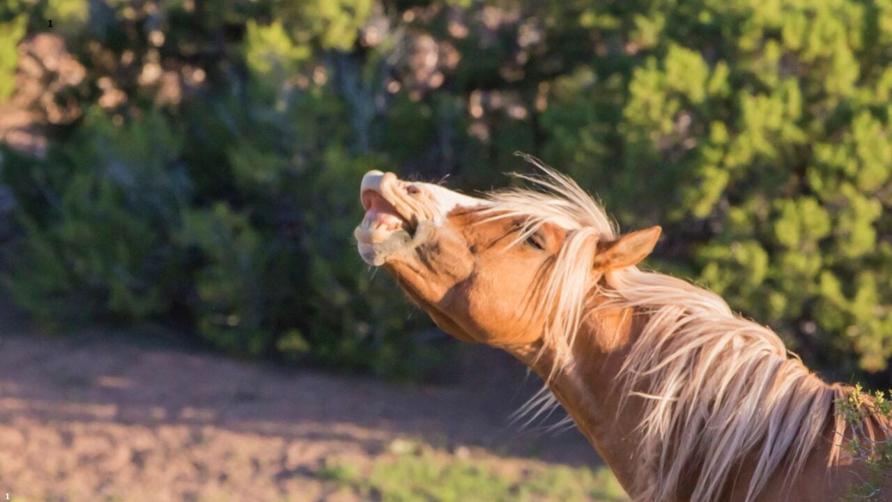 How Do Horses Communicate? What Your Horse Is Telling You