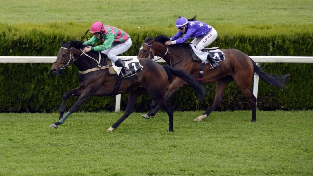 Thoroughbred Horse Breed: History, Versatility, And Care