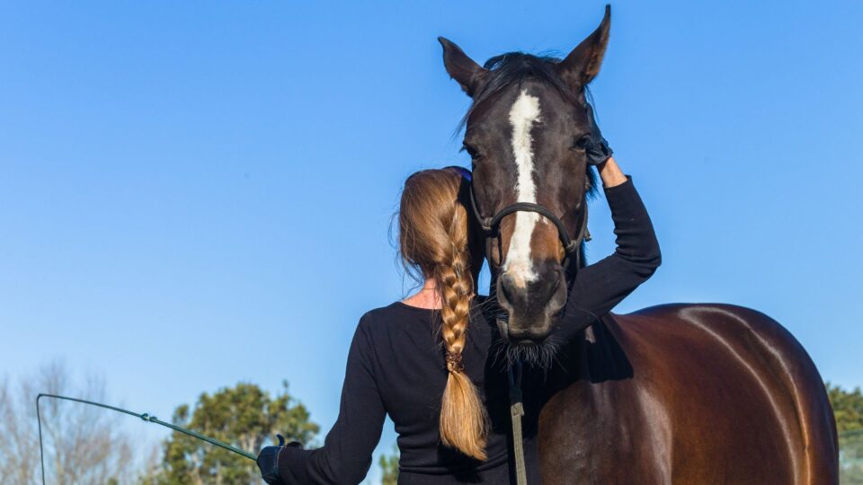 Top Horse Training Methods: Find The Right One For You