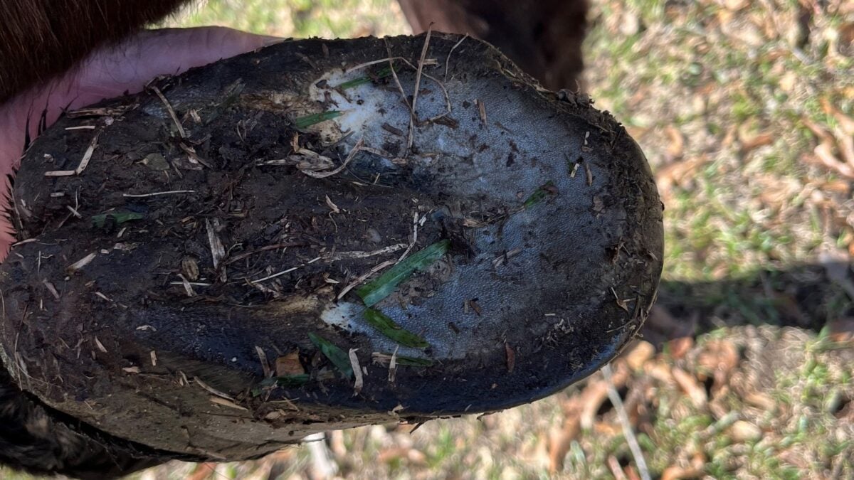 Mules Vs Horses: Key Differences Examined