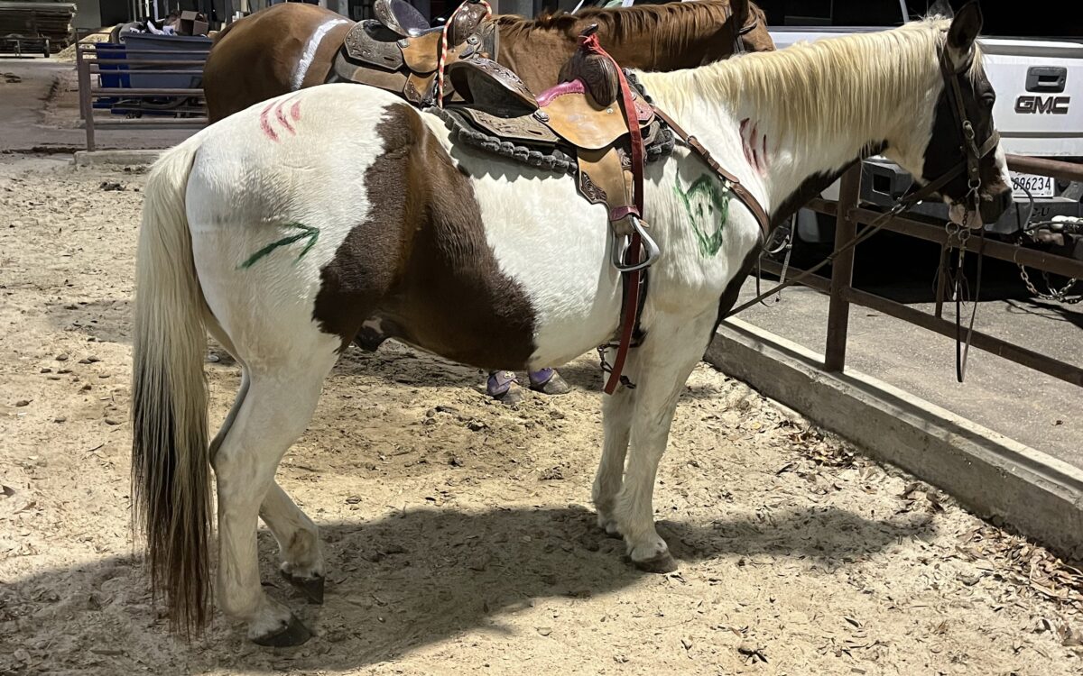 Is A Pony A Baby Horse? Here’s The Real Difference