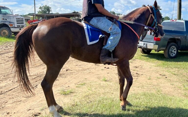 Appendix Quarter Horse Guide: Speed & Registration