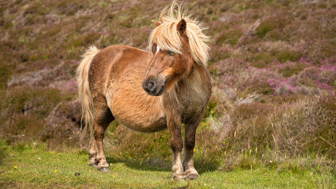 Shetland Pony Facts: Height, Colors, And History