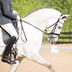 Famous Spanish Horse Breeds: Andalusian, Paso Fino, And More